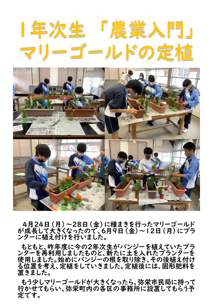 マリーゴールドの定植 | 京都府立清新高等学校